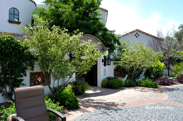 Anacacho Orchid : Drought Tolerant and Beautiful | azplantlady.com