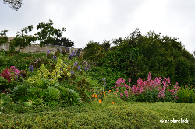Gardens of Alcatraz Archives - Desert Gardening 101
