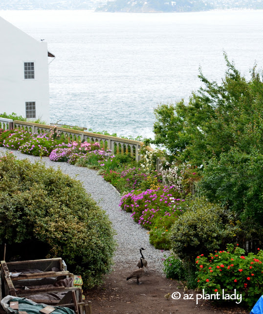 Gardens of Alcatraz Archives - Desert Gardening 101