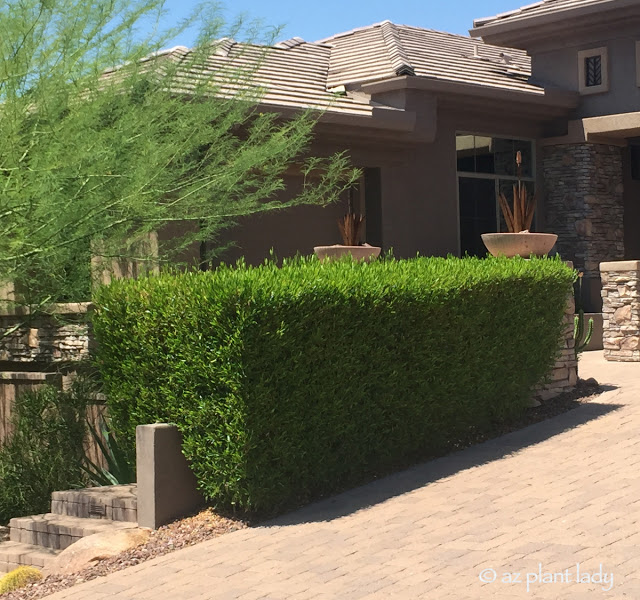 Hop Bush Shrub : Drought-Tolerant Hedge for Southwestern Gardens