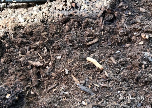 A Broken Leg and a Vegetable Garden | azplantlady.com