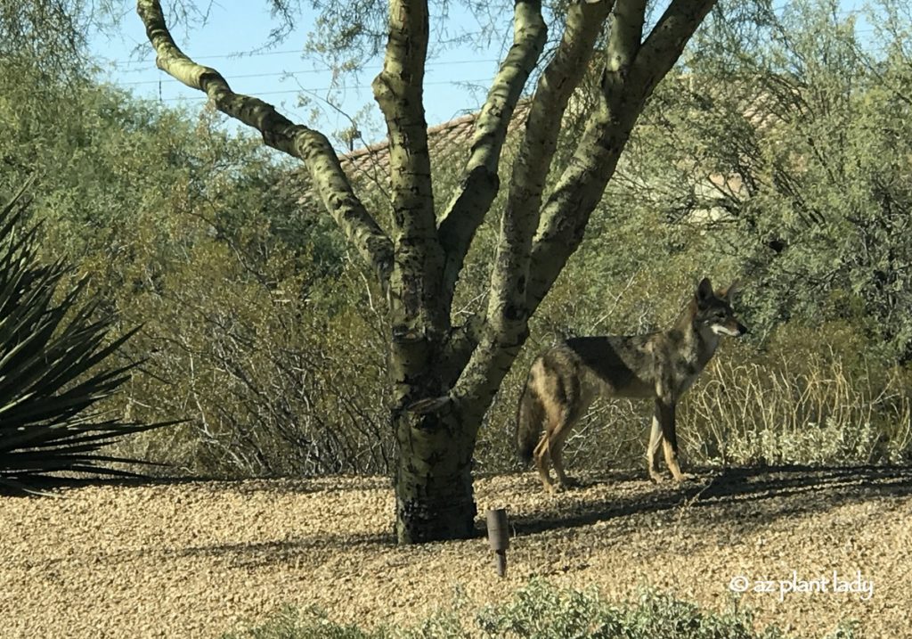 Beautiful Succulent , a Wild Animal Encounter, and a Special Story