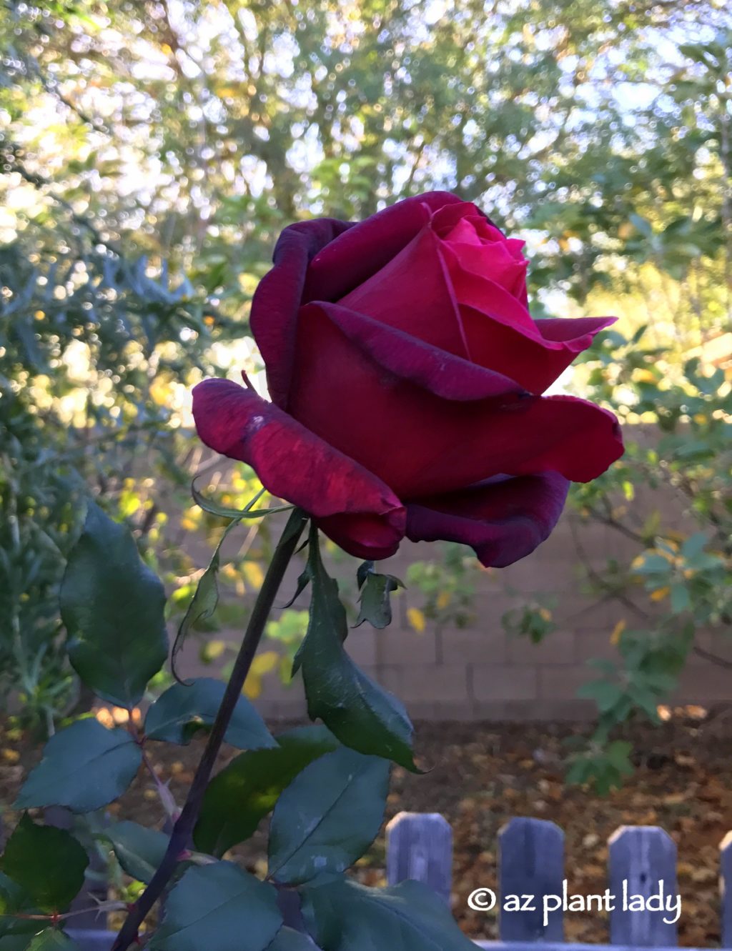 Mister Lincoln Rose brightens up a winter's day | azplantlady.com