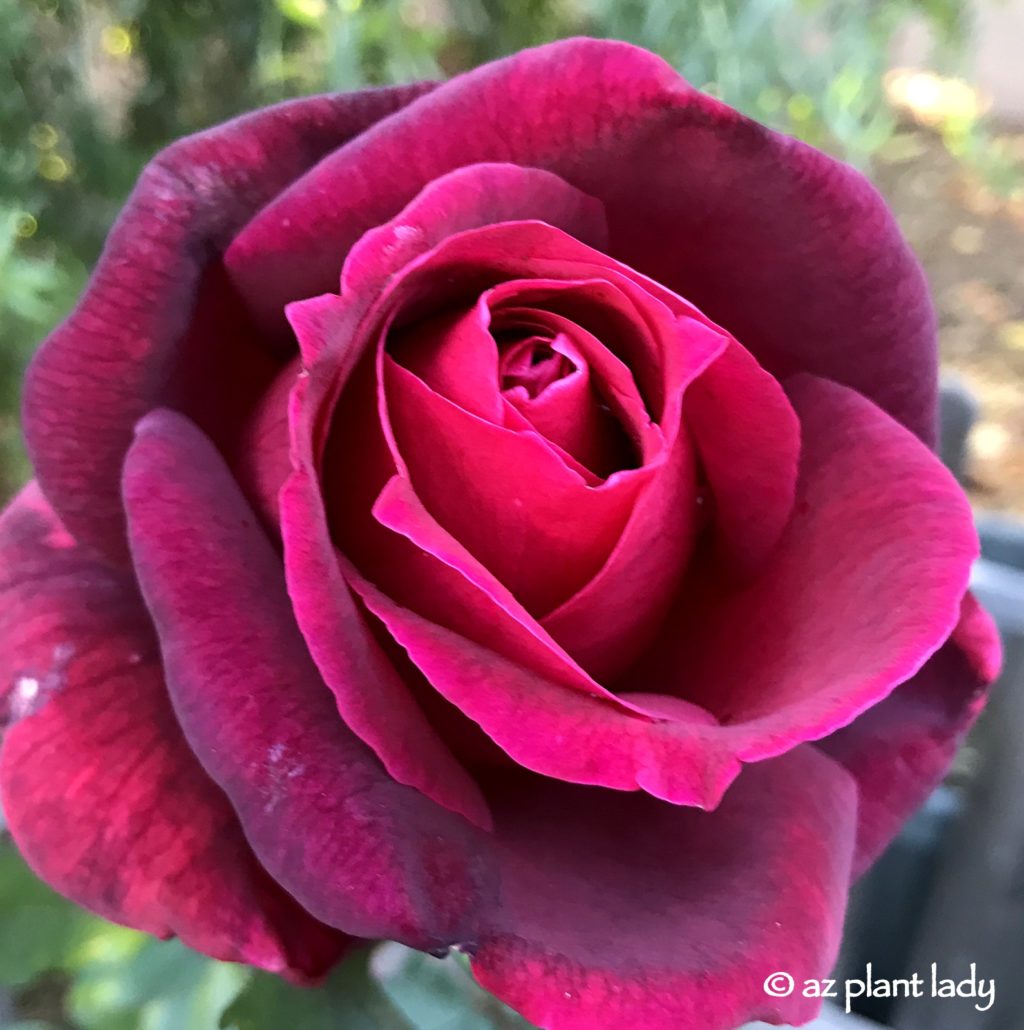 Mister Lincoln Rose brightens up a winter's day | azplantlady.com