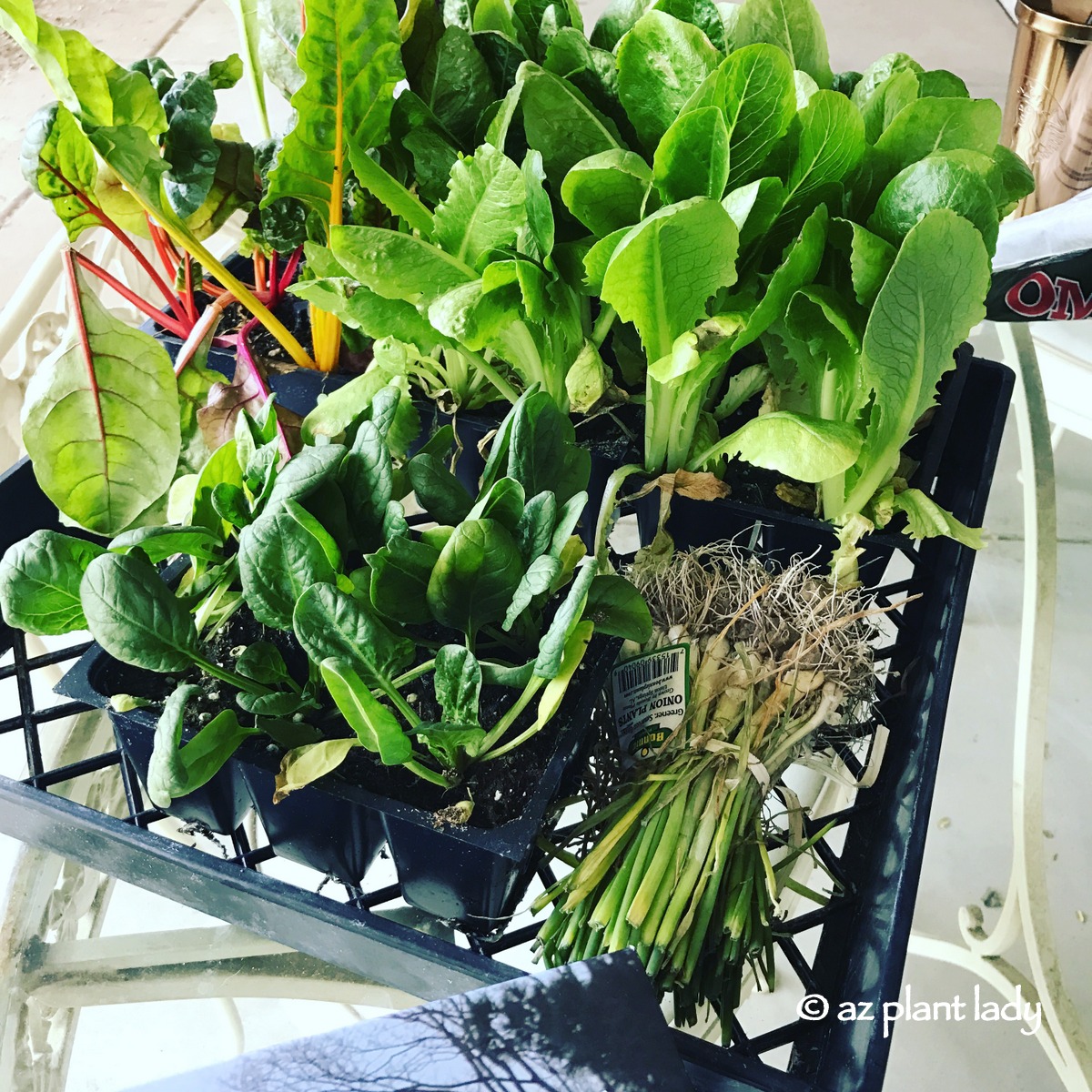 Cool Season Vegetables | Southwest vegetable garden