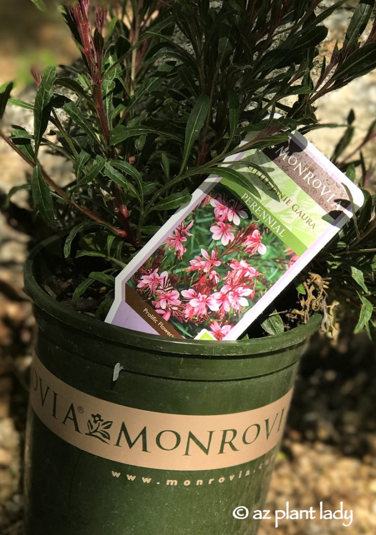 Little_Janie_pink_gaura-001 - Desert Gardening 101