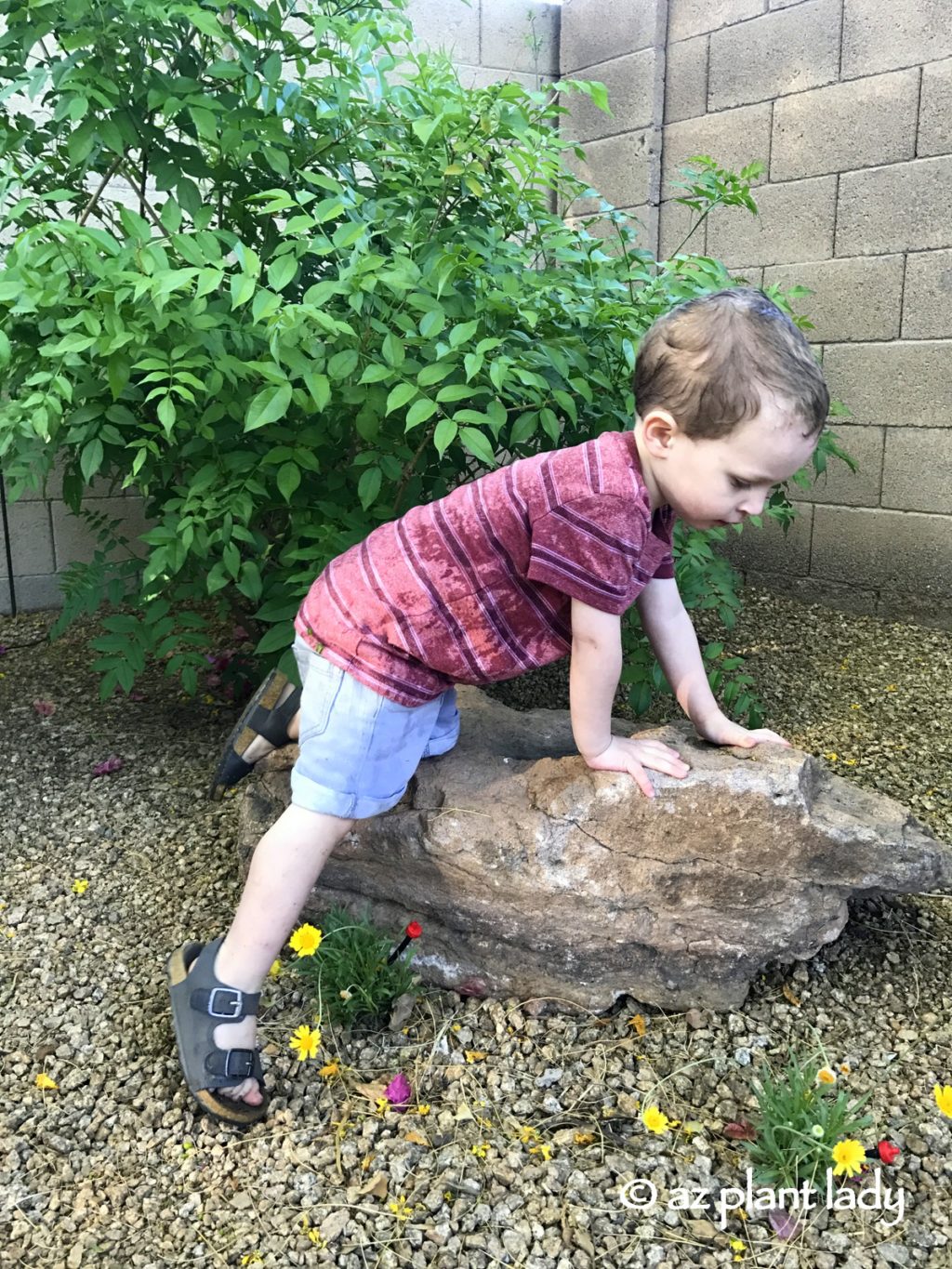 kids playing with rocks in the garden Archives - Desert Gardening 101
