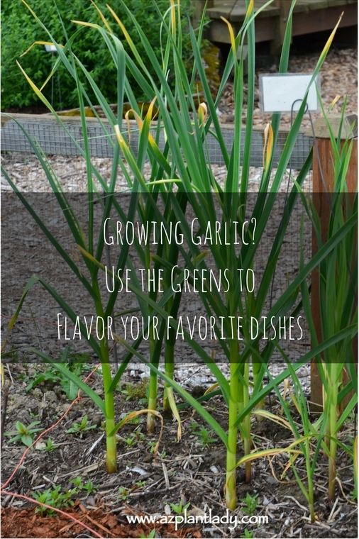 Garlic Greens ? Use the Greens to Flavor Your Favorite Dishes