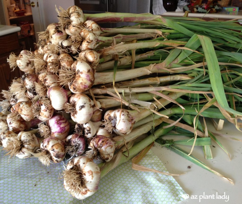 Garlic Greens ? Use the Greens to Flavor Your Favorite Dishes