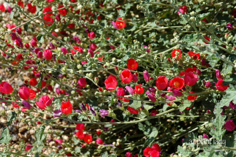 Red Globe Mallow Seeds: Desert Southwest | azplantlady.com