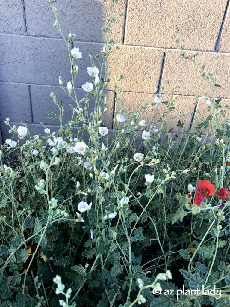 Perennial Archives - Desert Gardening 101