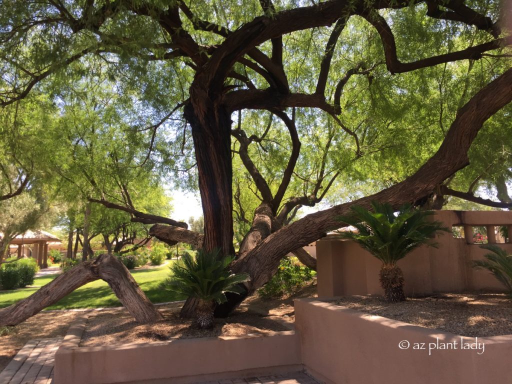 mesquite_tree_branches_prosopis - Desert Gardening 101