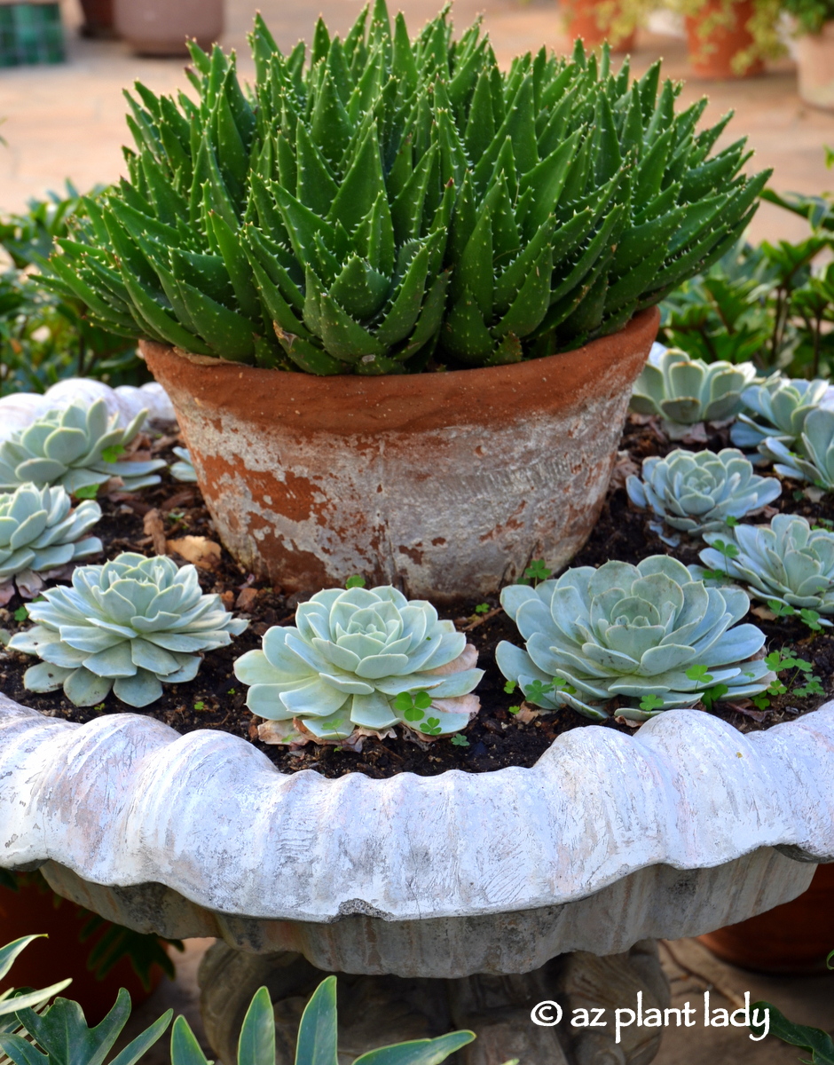 Give Water Features New Life With Succulents | azplantlady.com