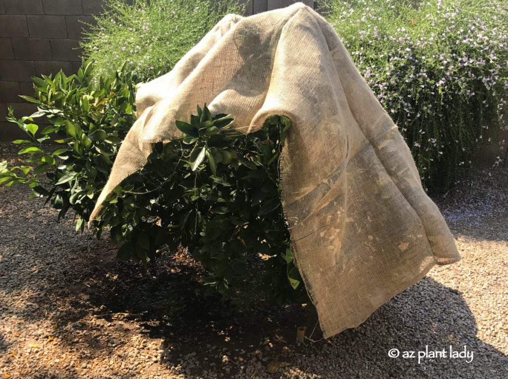 how_protect_orange_tree_sunburn_hot_temperatures - Desert Gardening 101