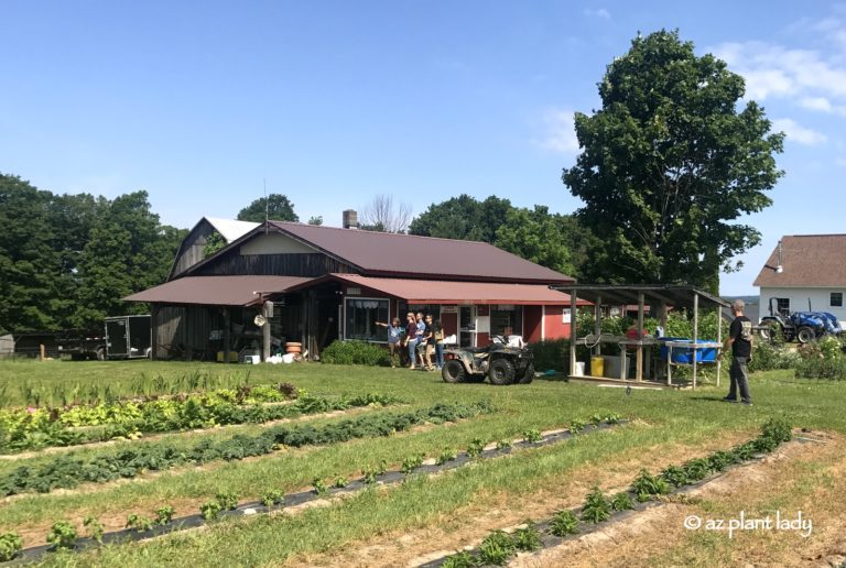 Summer Adventures: Pick Your Own Strawberries and Cherries