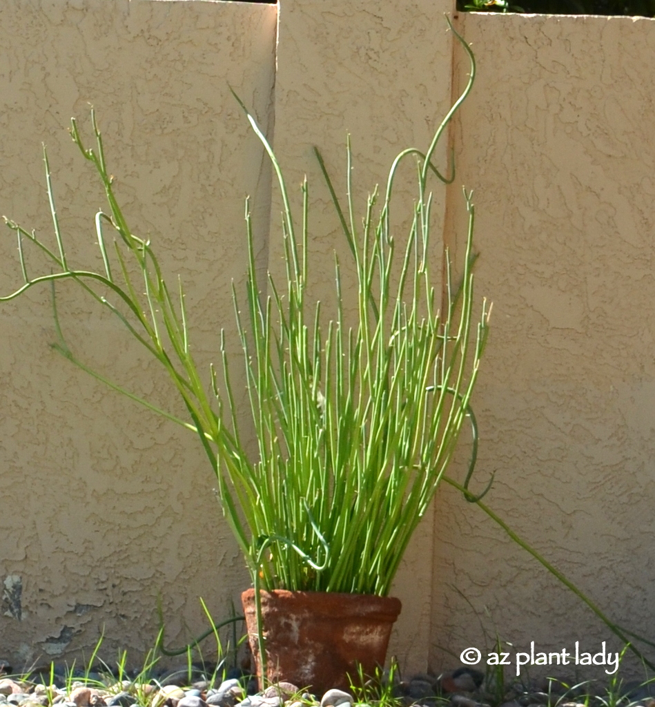 Lady's Slipper Archives - Desert Gardening 101