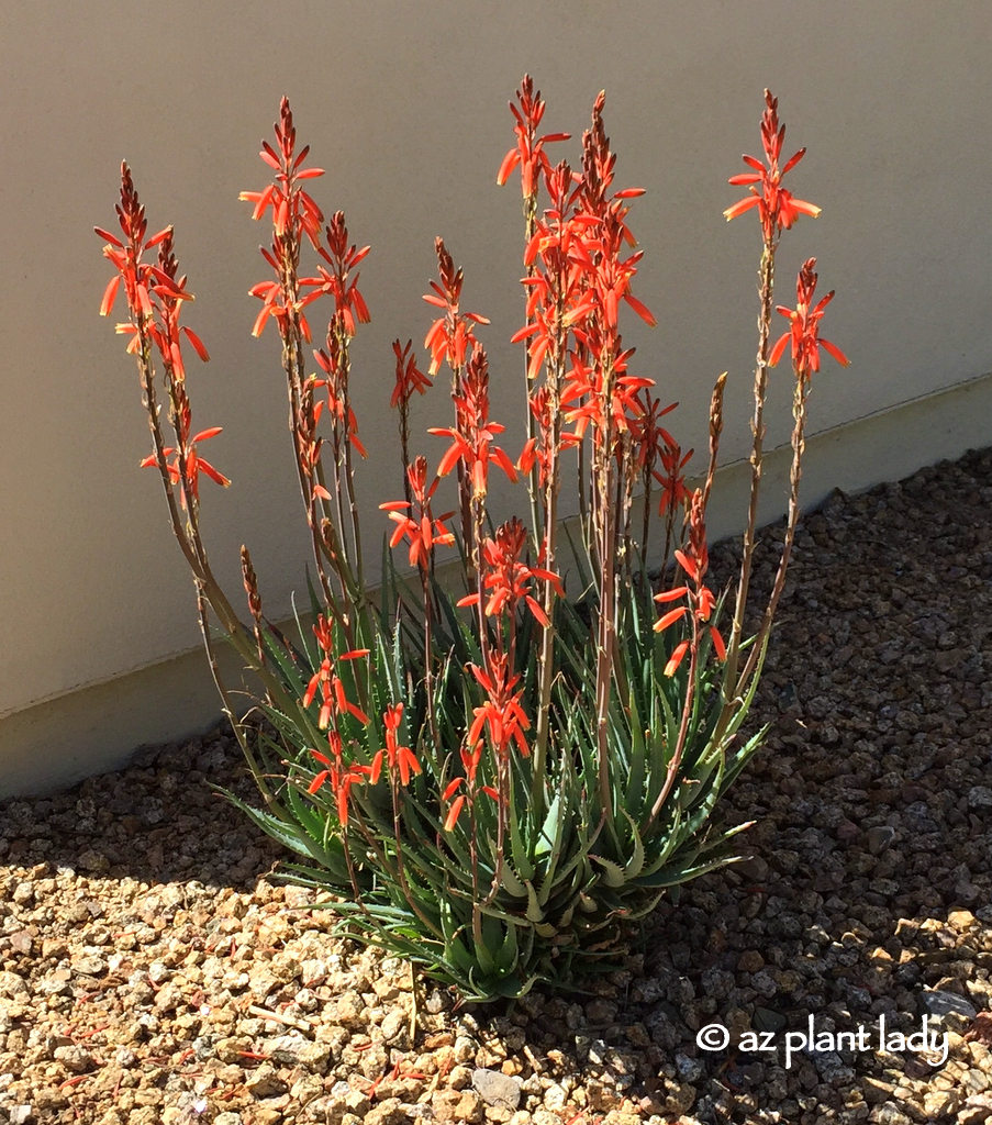 Agave Archives - Page 2 of 4 - Desert Gardening 101