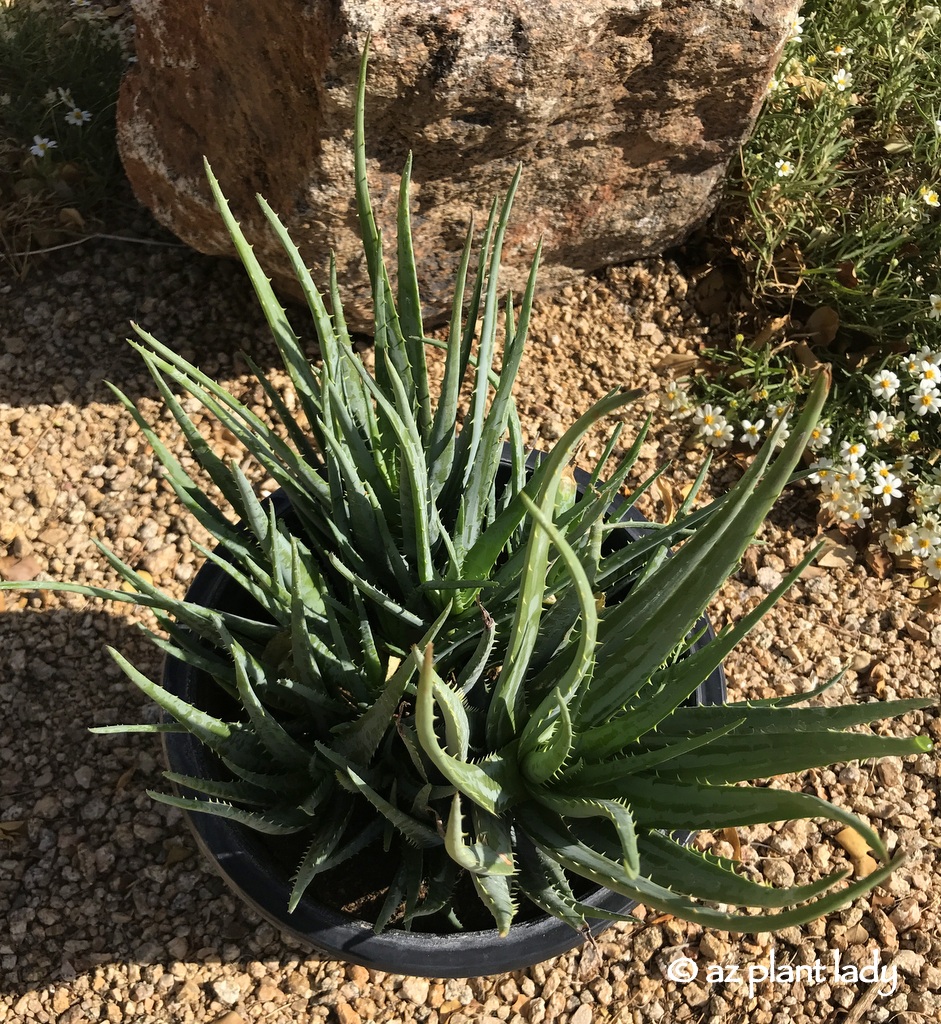 blue elf aloe Archives - Desert Gardening 101