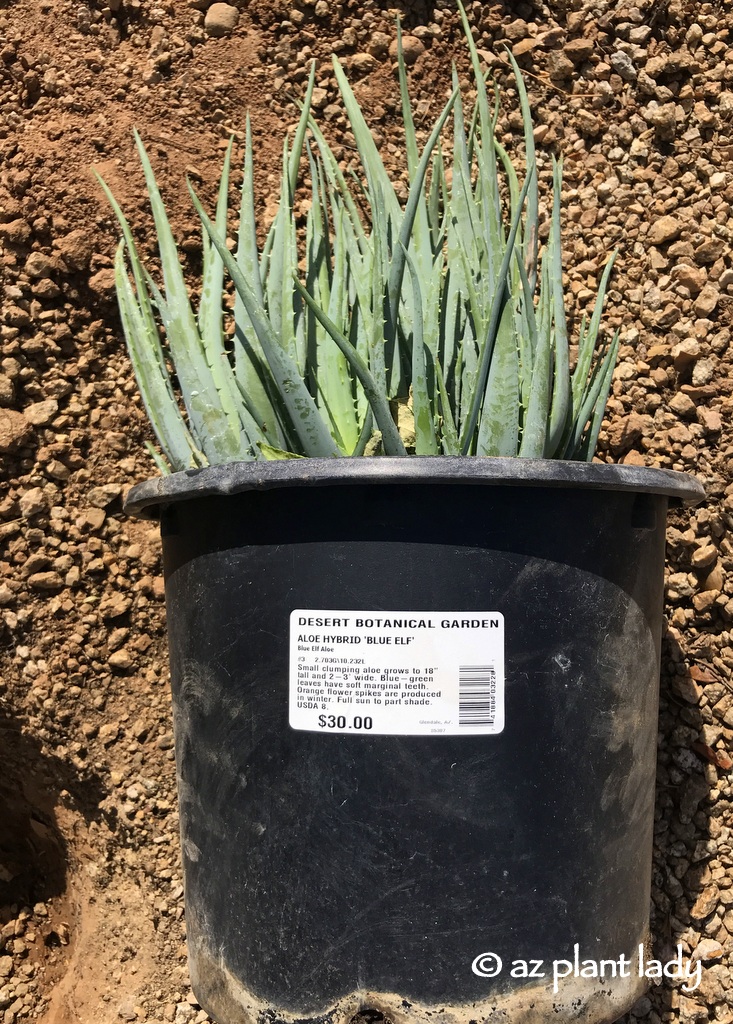 Agave Archives - Page 2 of 4 - Desert Gardening 101