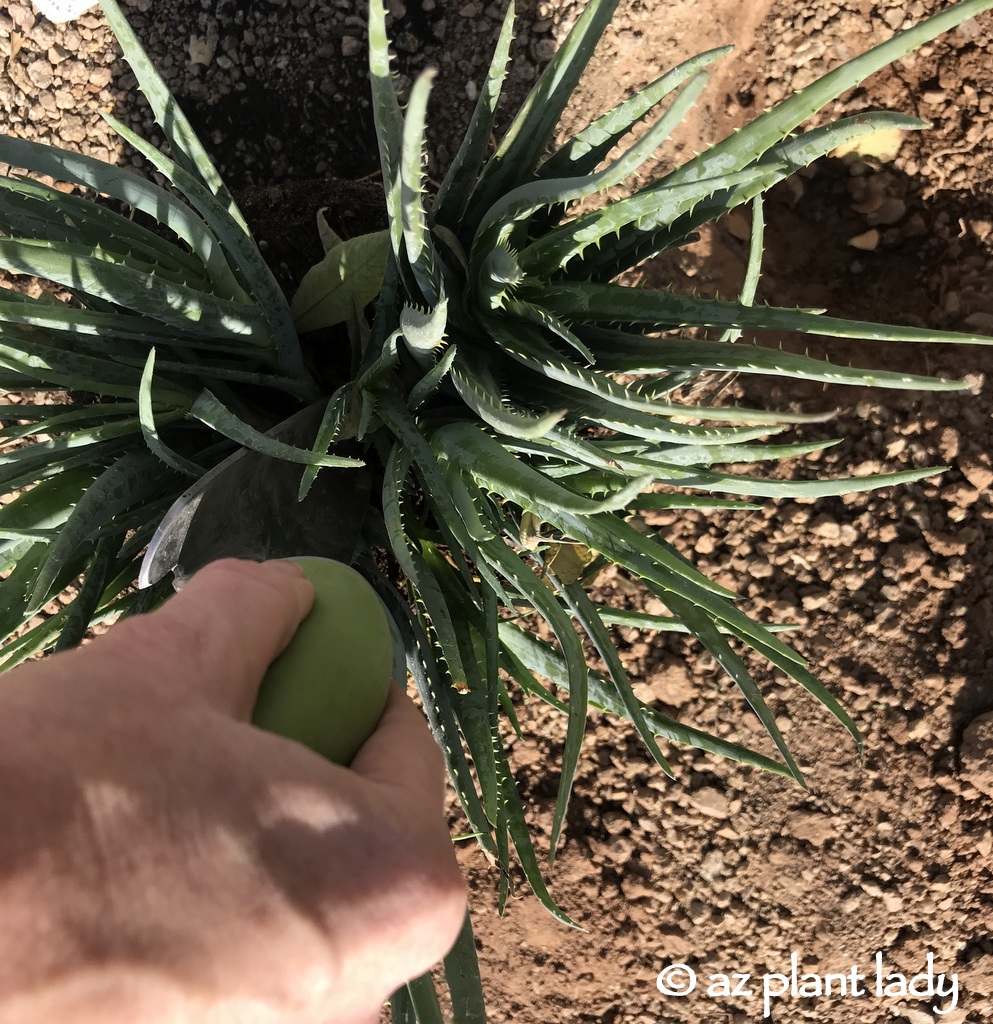 blue elf aloe Archives - Desert Gardening 101