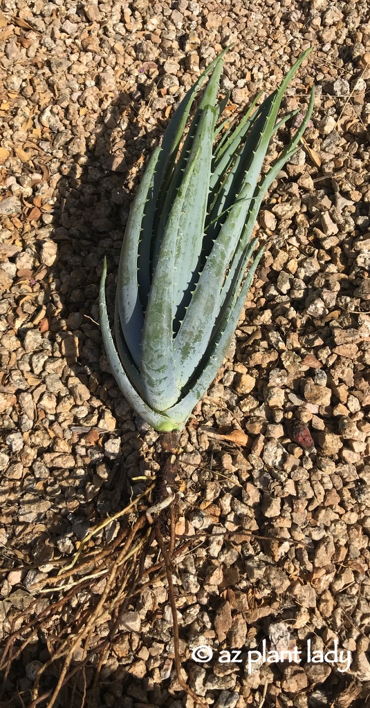 blue elf aloe Archives - Desert Gardening 101
