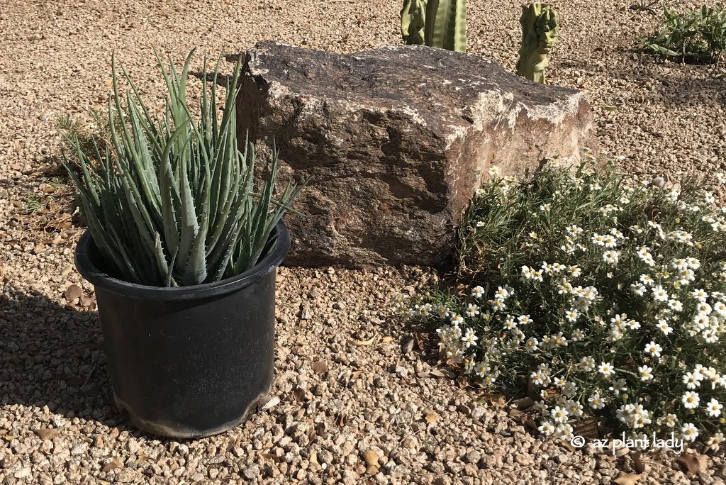 Agave Archives - Page 2 of 4 - Desert Gardening 101