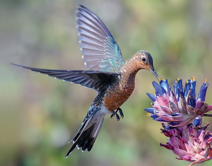 Giant_hummingbird - Desert Gardening 101