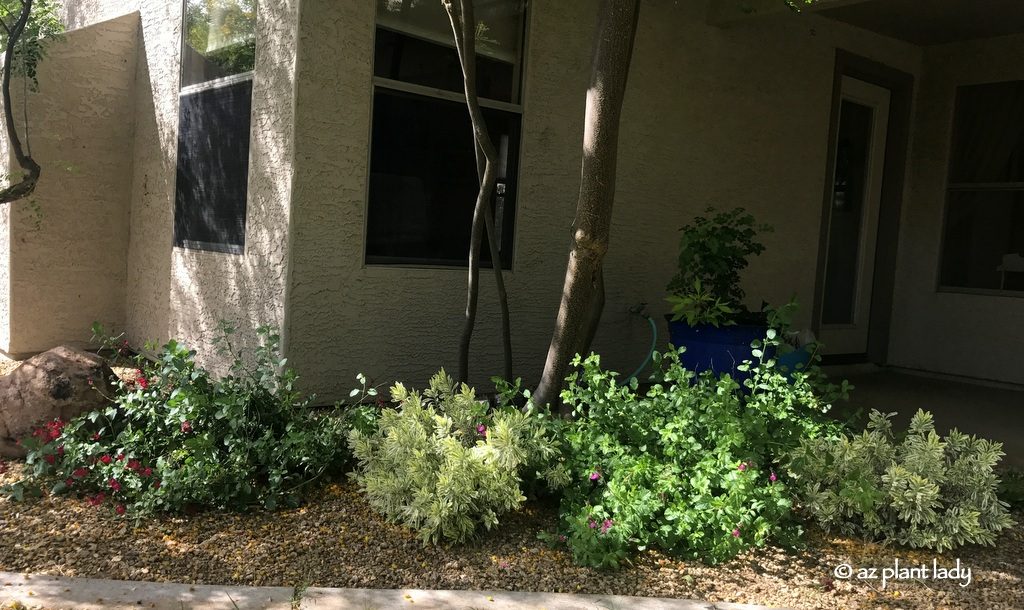 Firecracker Penstemon Archives - Desert Gardening 101