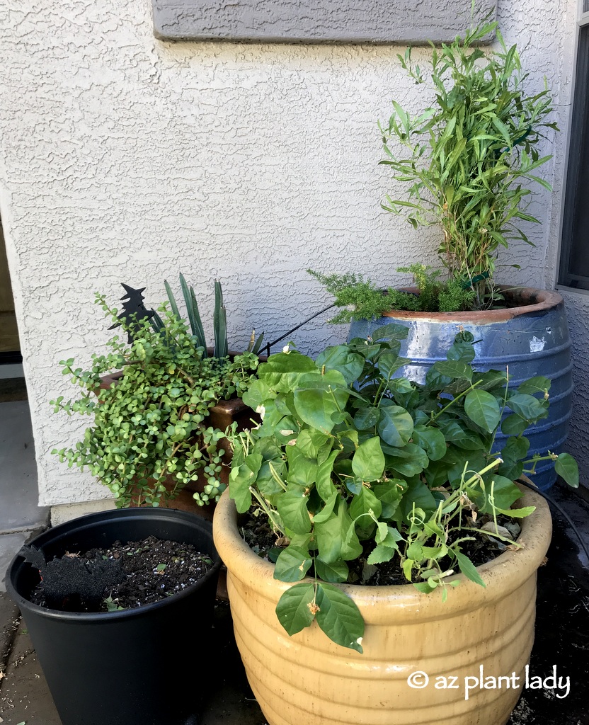 Container Plants Archives - Desert Gardening 101