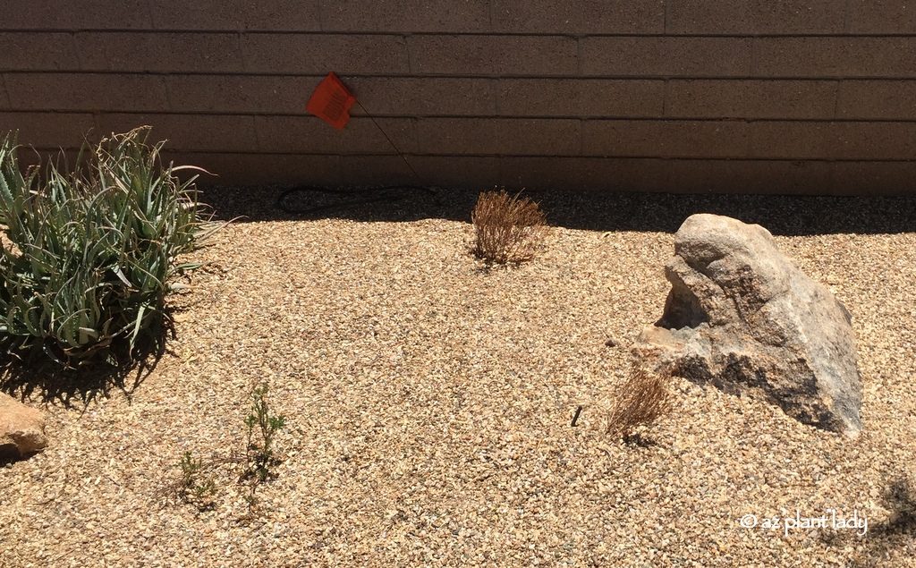 Perennial Archives - Desert Gardening 101