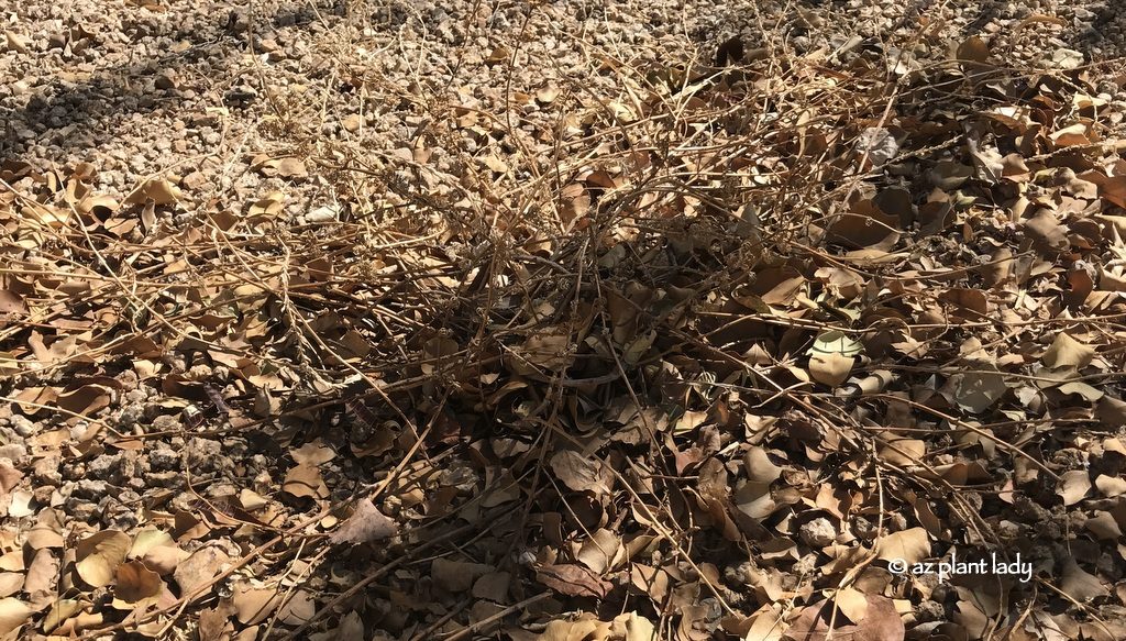 Perennial Archives - Desert Gardening 101