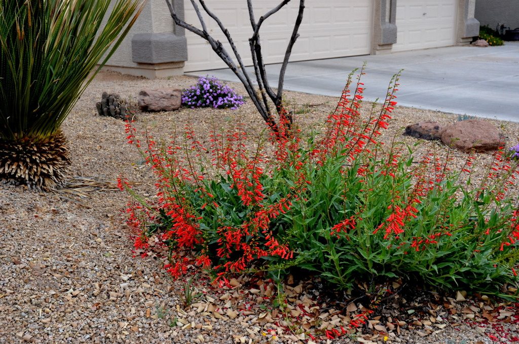 Salvia greggii Archives - Desert Gardening 101