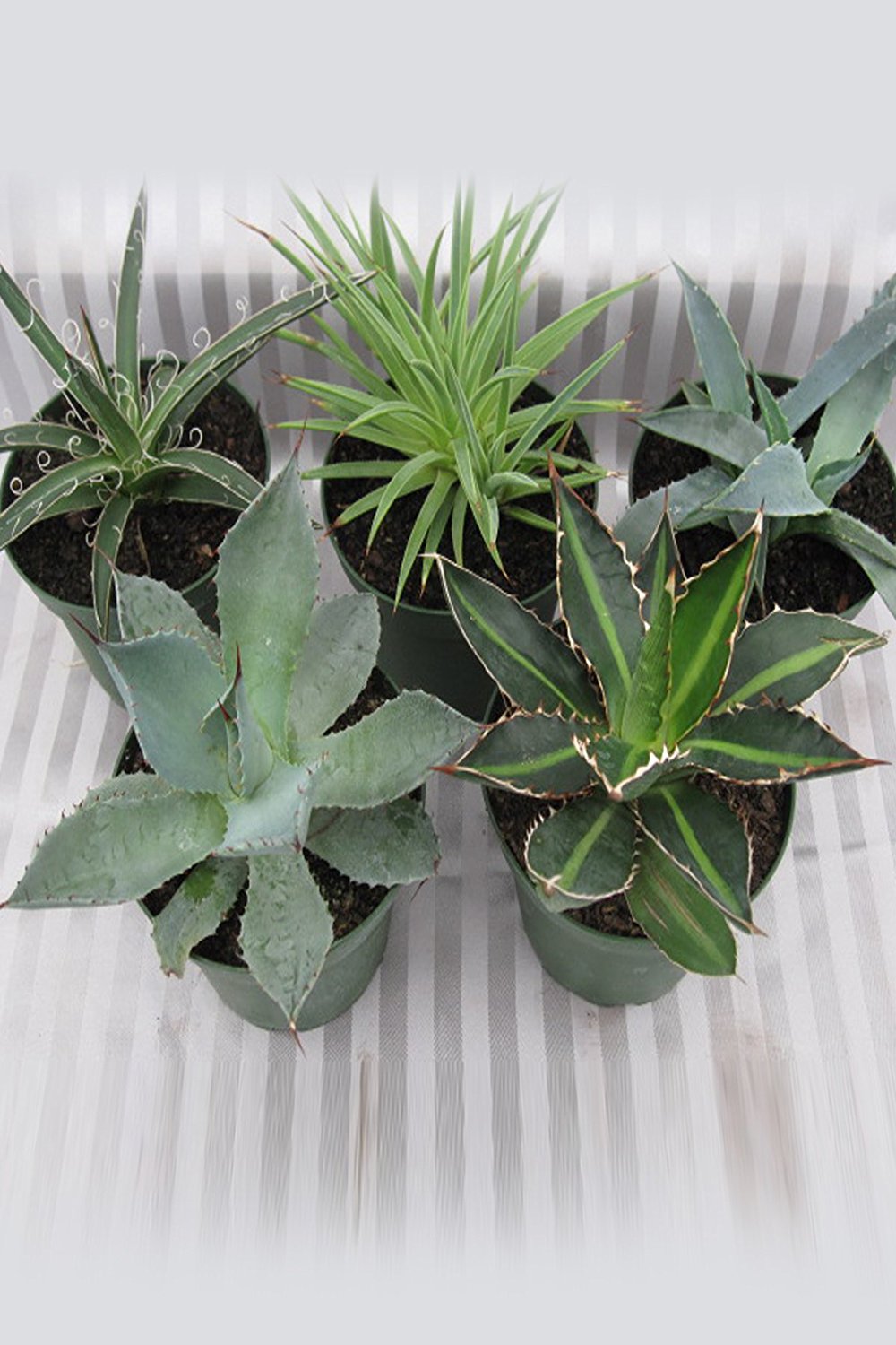 Agave Archives - Desert Gardening 101