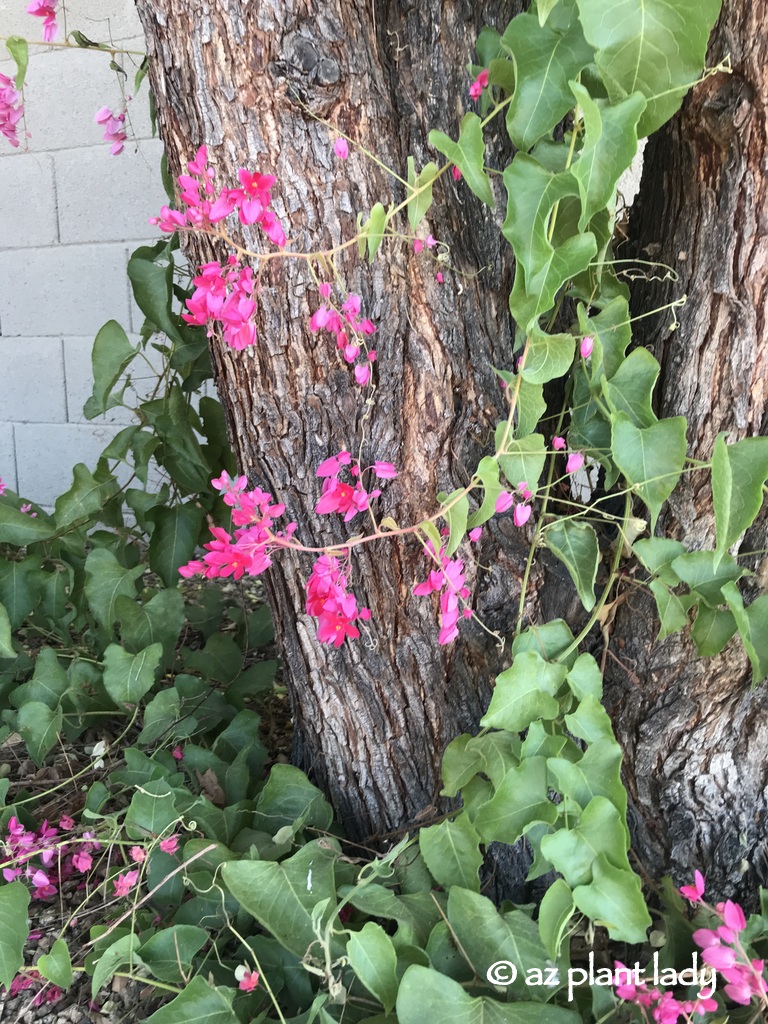 Queen's Wreath Vine Archives - Desert Gardening 101