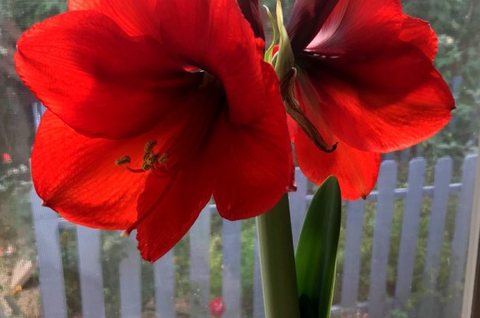 Arizona Archives - Ramblings from a Desert Garden