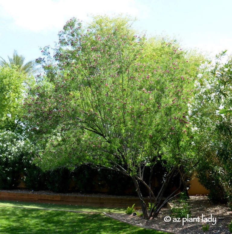 Willow Acacia Archives - Ramblings from a Desert Garden