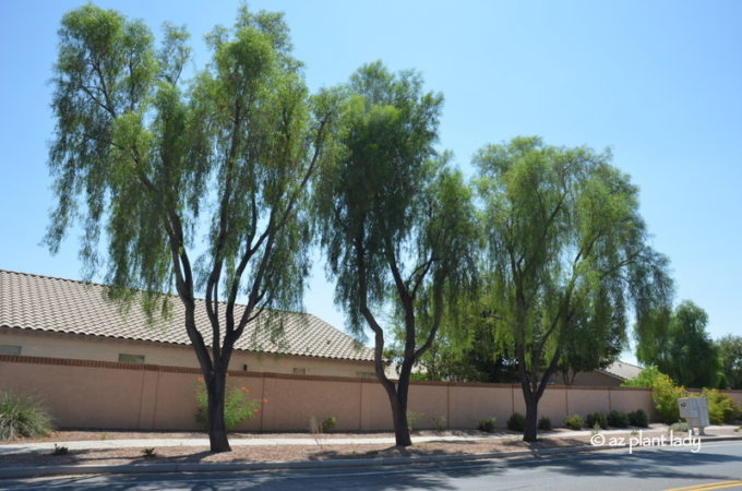 Willow Acacia Archives - Ramblings from a Desert Garden