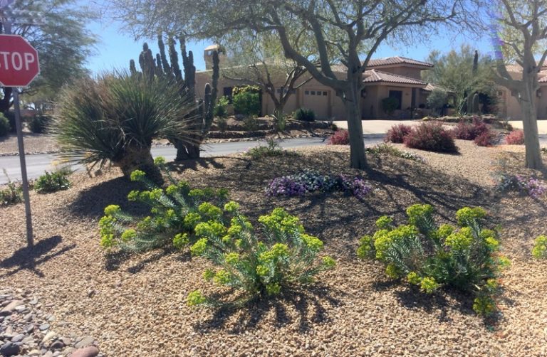 Gopher Plant Archives - Desert Gardening 101
