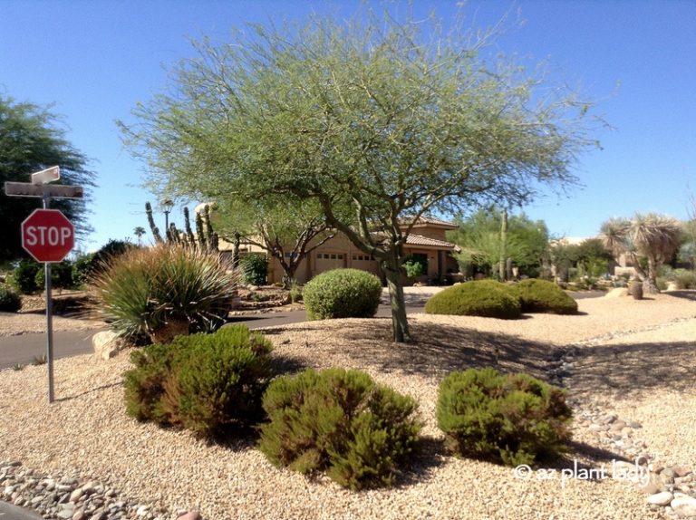 Gopher Plant Archives - Desert Gardening 101