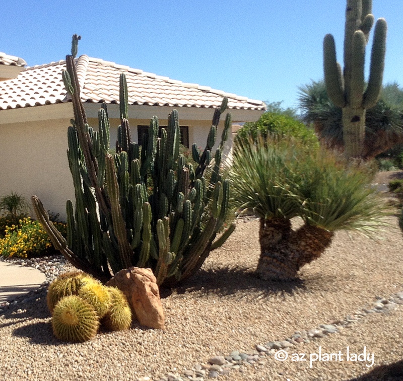Gopher Plant Archives - Desert Gardening 101