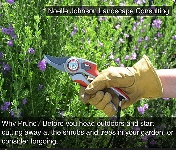 Pruning Terms: Ready to Prune? | azplantlady.com