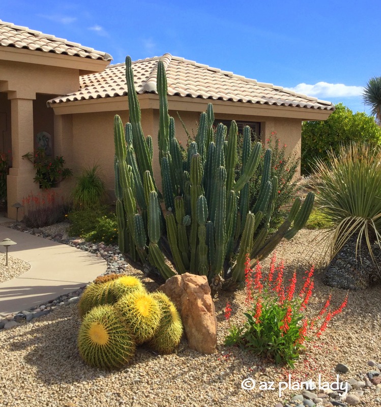 Gopher Plant Archives - Desert Gardening 101