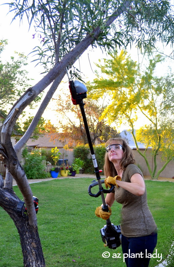Pruning Terms: Ready to Prune? | azplantlady.com