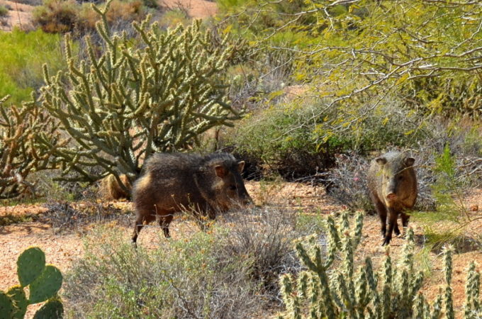 Arizona Archives - Ramblings from a Desert Garden