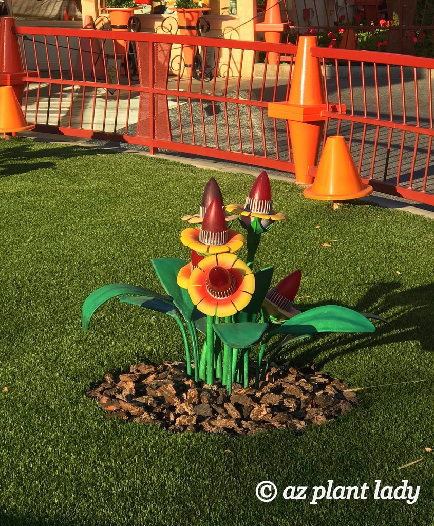 Desert Adapted Plants | An Imaginary Land With Real Plants