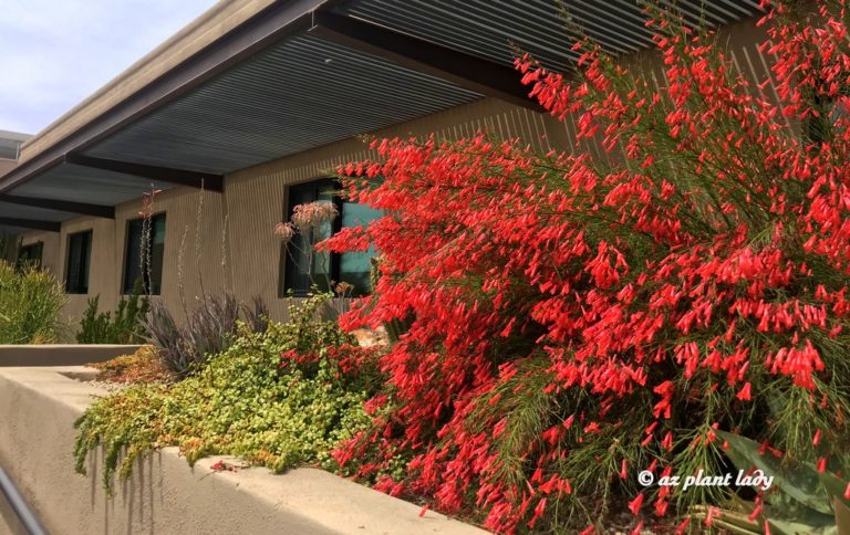 Coral Fountain: Fountains of Orange: | azplantlady.com