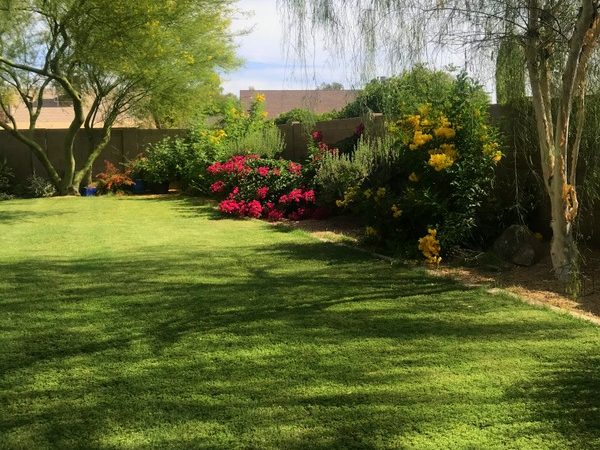 desert gardening Archives - Ramblings from a Desert Garden