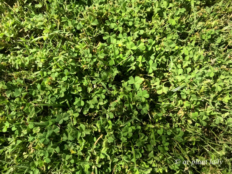 bermuda_grass_lawn_Arizona_weeds-004 - Desert Gardening 101