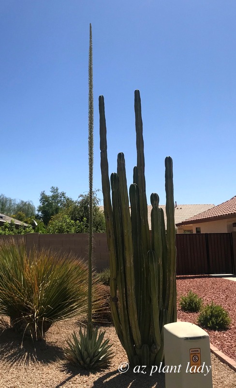Agave Archives - Desert Gardening 101