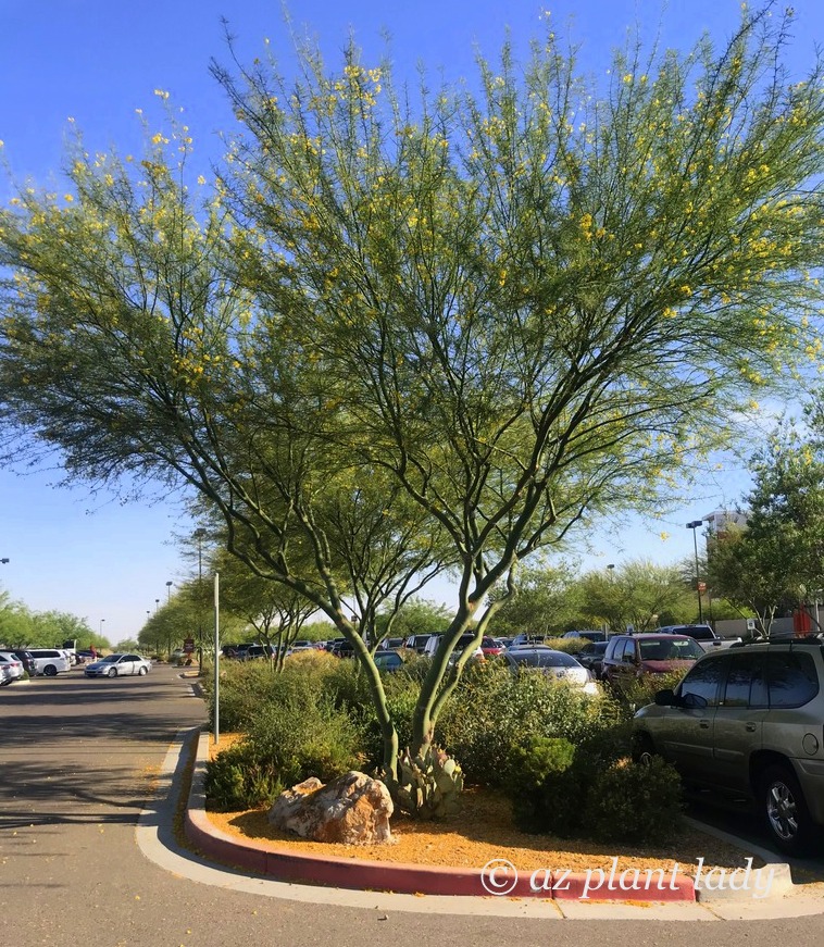 yellow orchid vine Archives - Desert Gardening 101